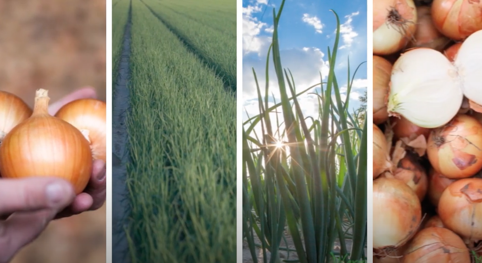 Cebula jest nieodzownym dodatkiem wielu kuchni. Nie każdy jednak wie ...