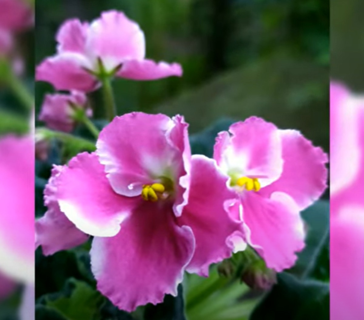 Stare rajstopy pomogą wyhodować luksusowe fiołki. Gwarantowane jest ...